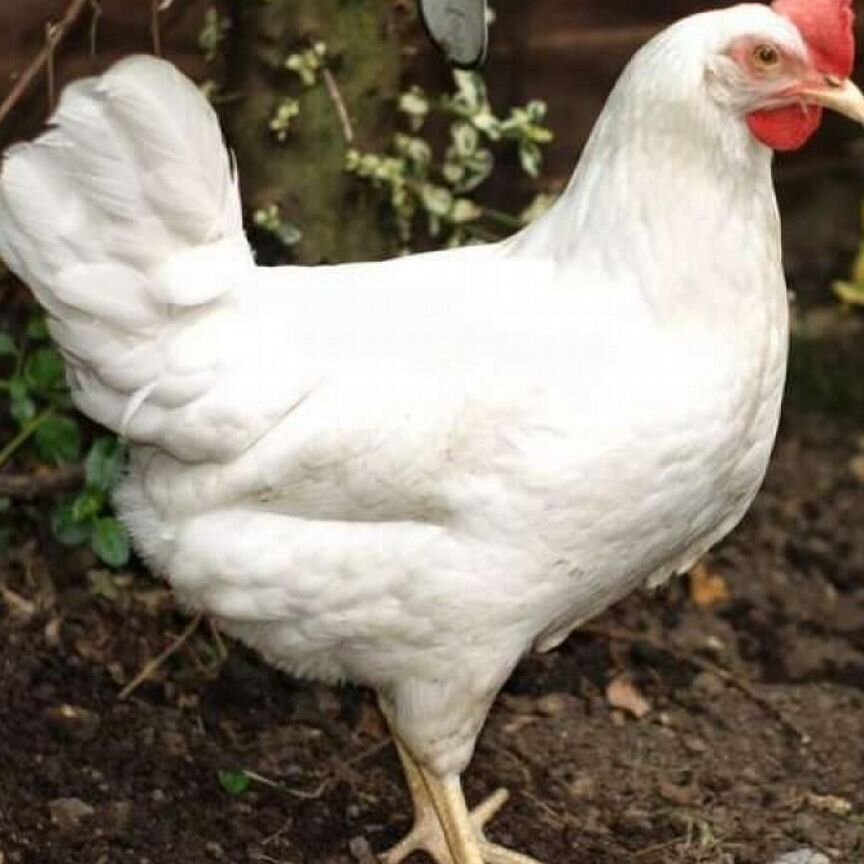 Несушка доставка молодка