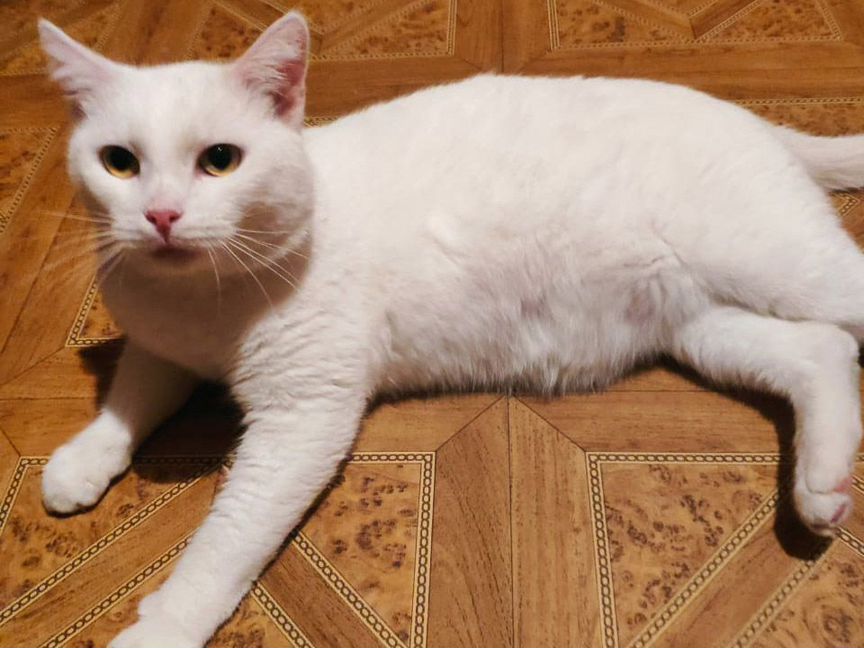 Белый кот (не глухой)