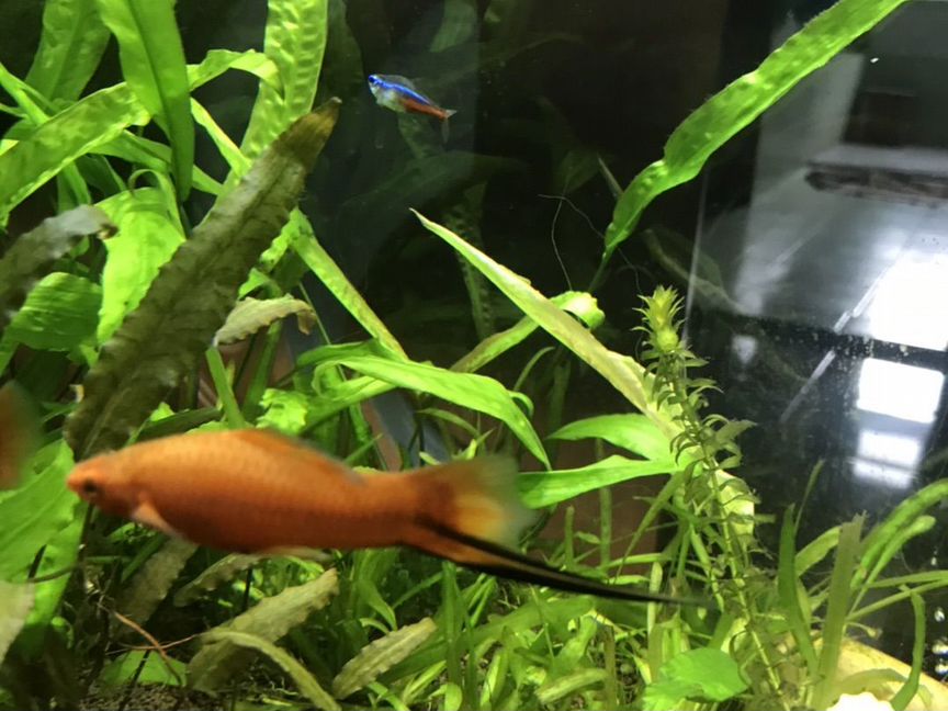 Аквариумные рыбки меченосцы