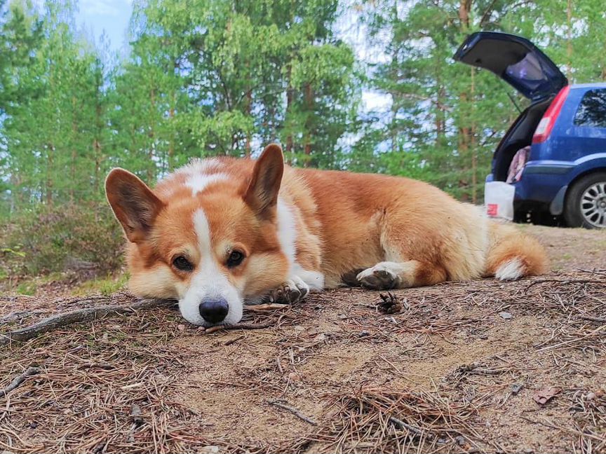 Корги в самые лучшие руки