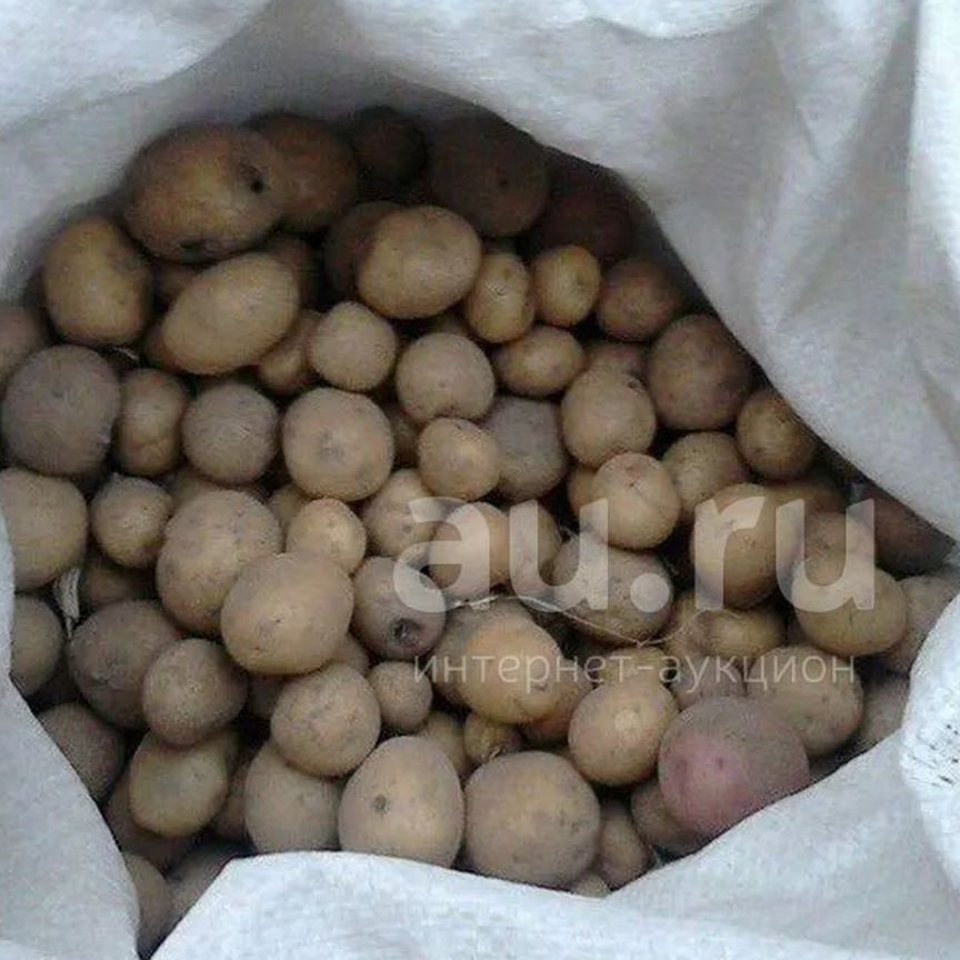 Продам картофель на корм скоту