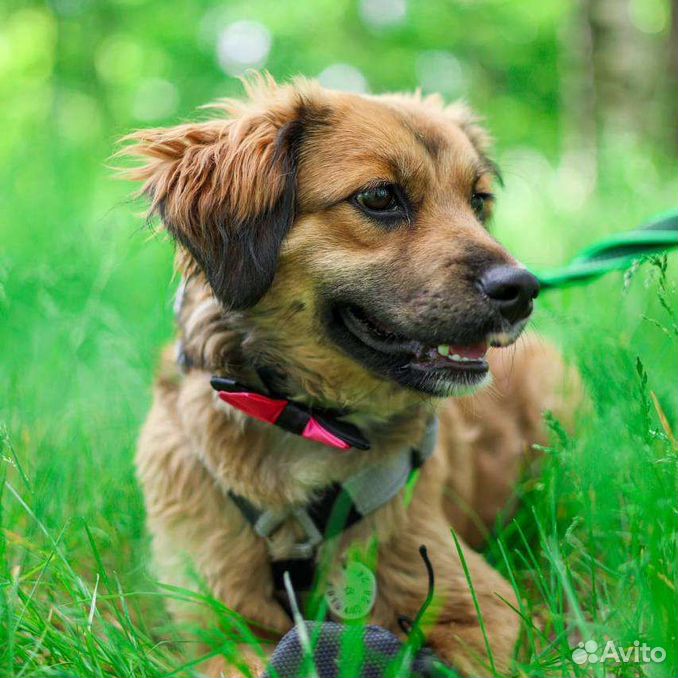 Крошка Адель ждёт в приюте