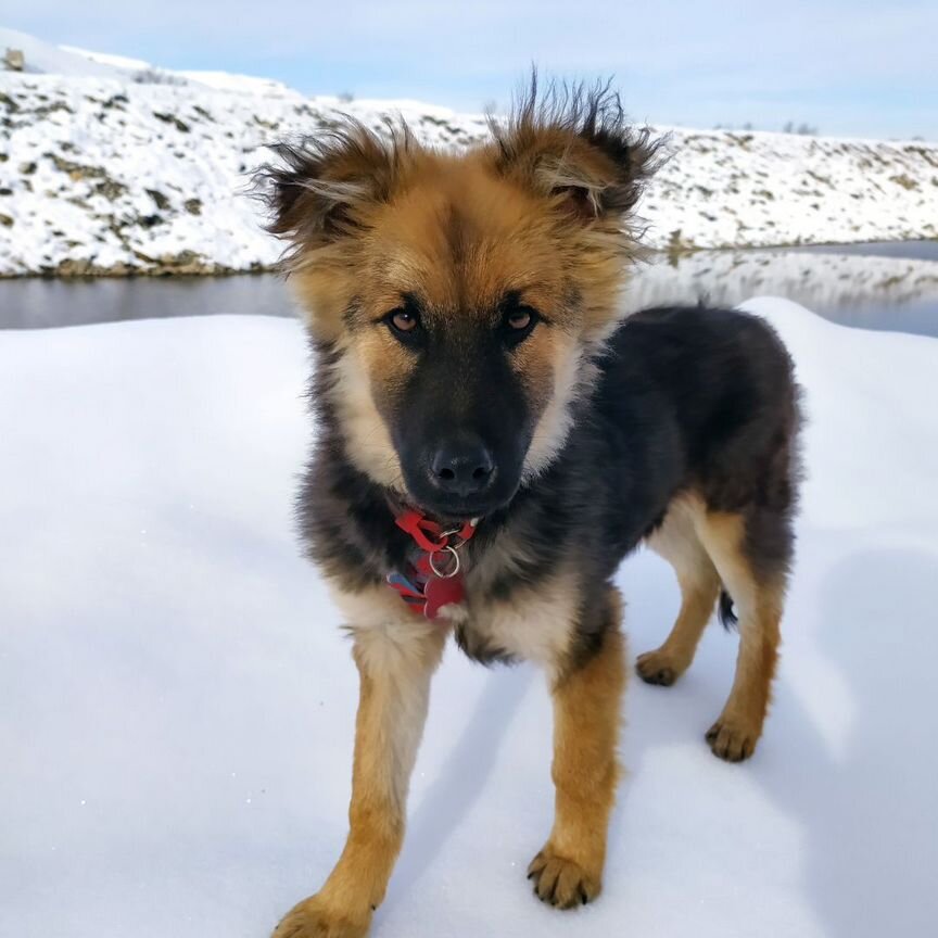 Щенок в добрые руки