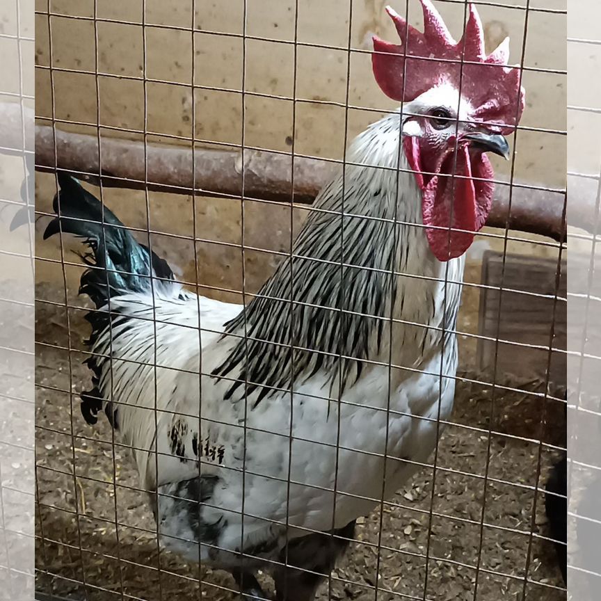 Петушок молодой