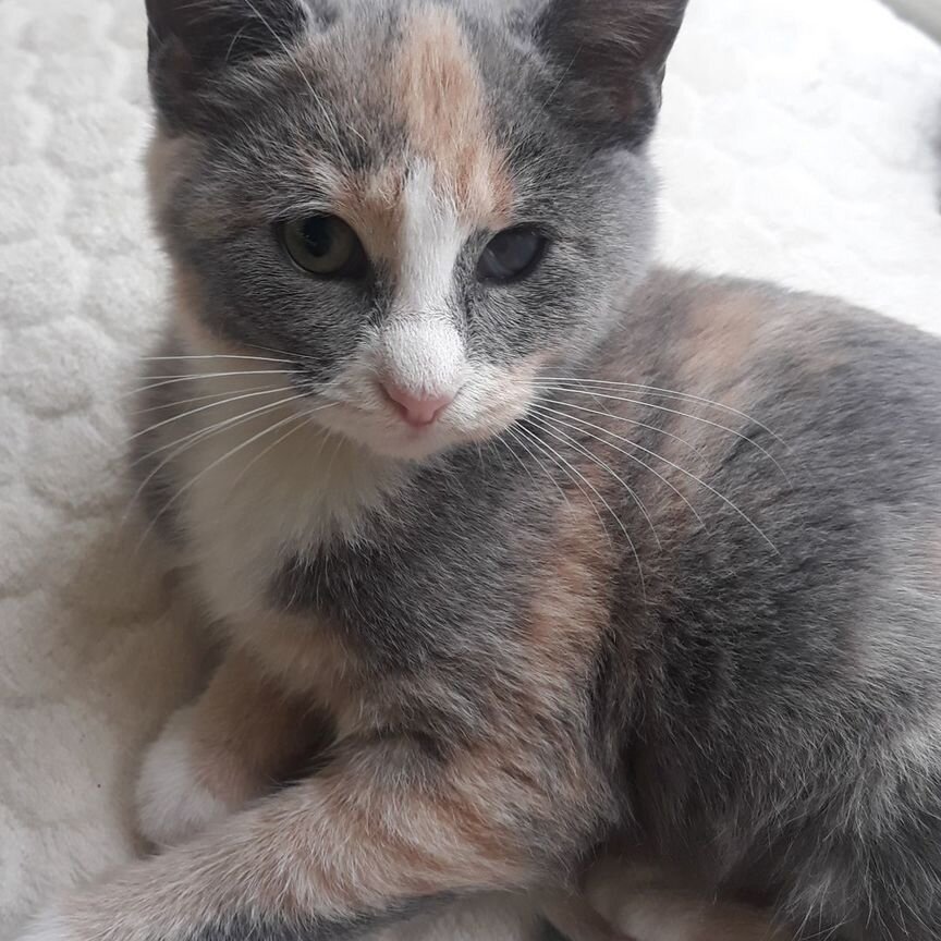 Котенок девочка трехцветная