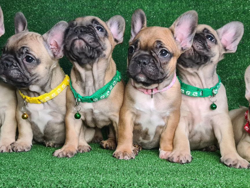 Шикарные Французики щенки с документами