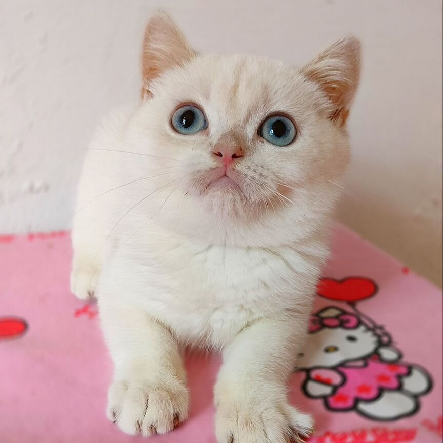 Шиншилла поинт с голубыми глазами