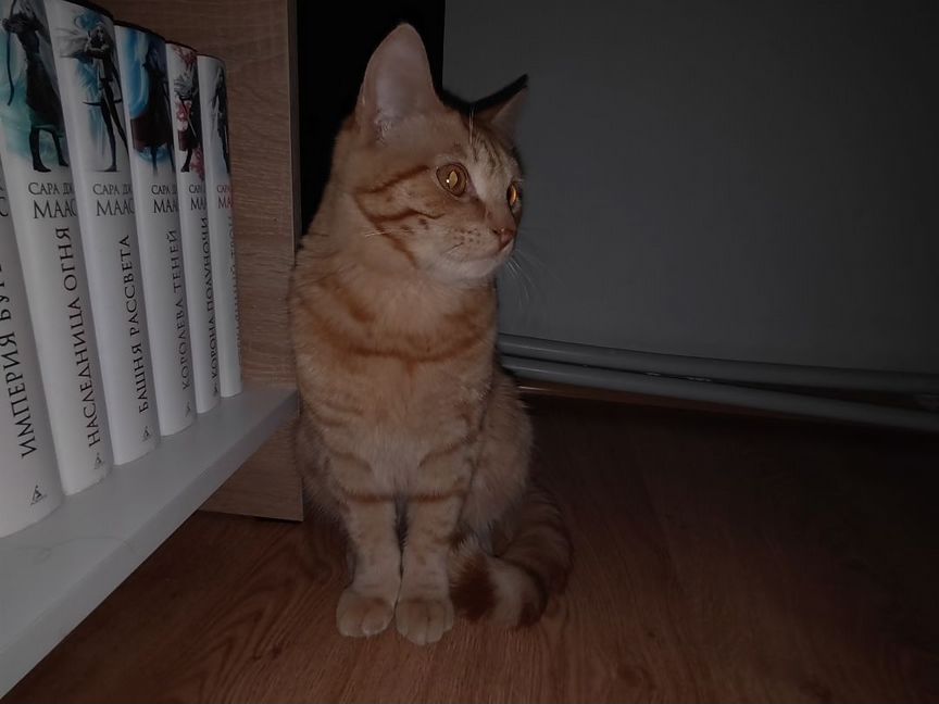 Кот рыжий по имени Диззи