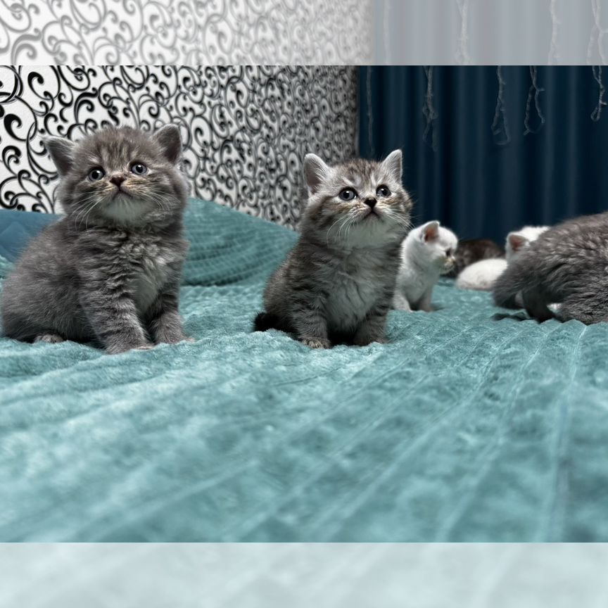 Шотландские котята