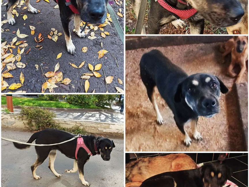 Ищет дом красавица Рада