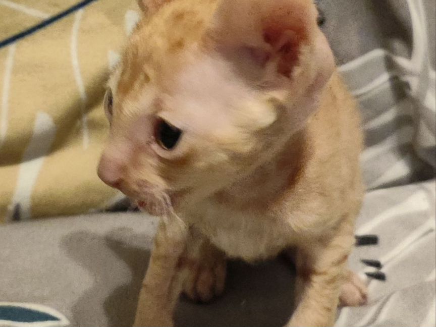 Котенок корниш рекс