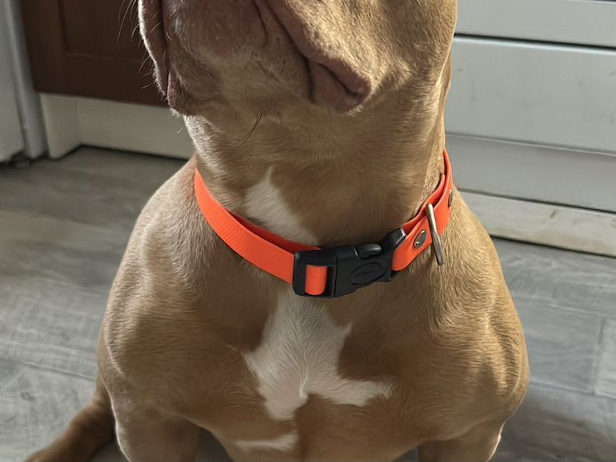 Ам булии шикарная