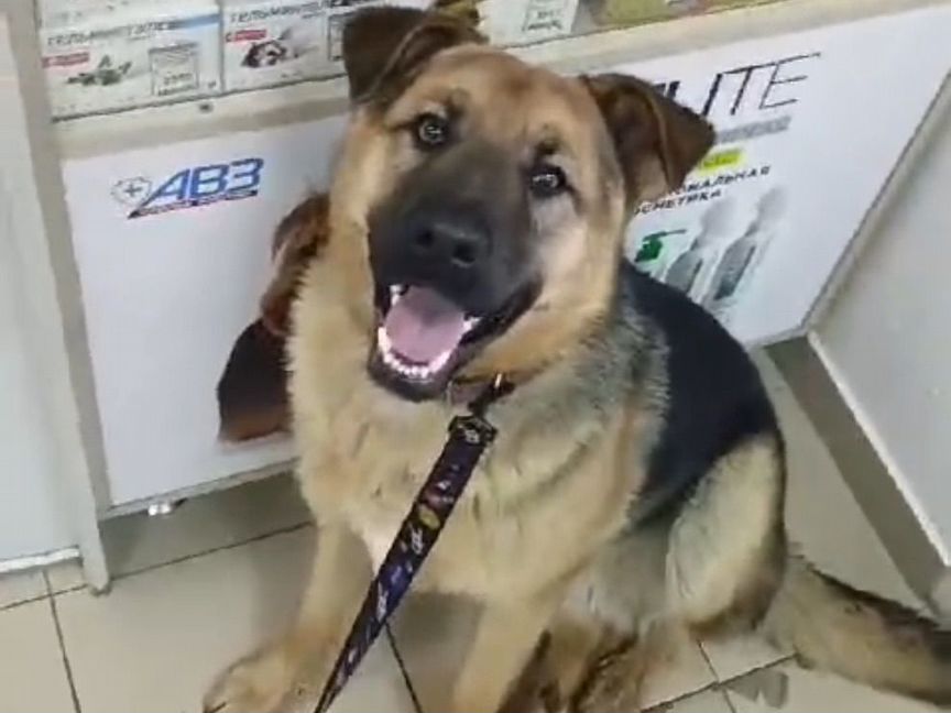 Щенок овчаренок