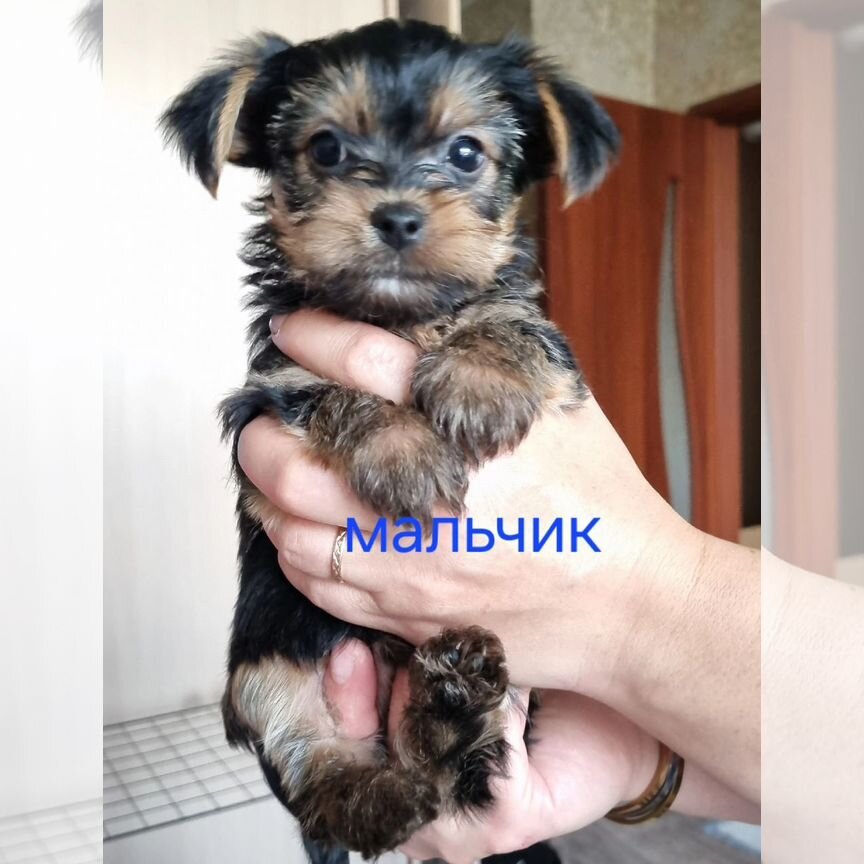 Йоркширский терьер, щенок