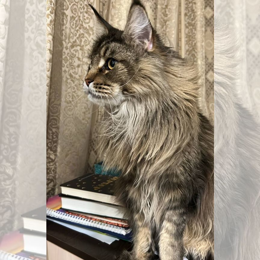 Мейн-кун, взрослый кот