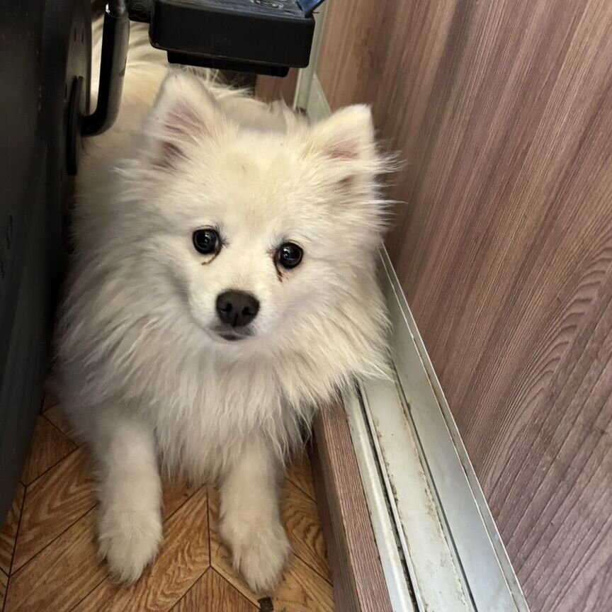 Померанский шпиц, взрослый пёс