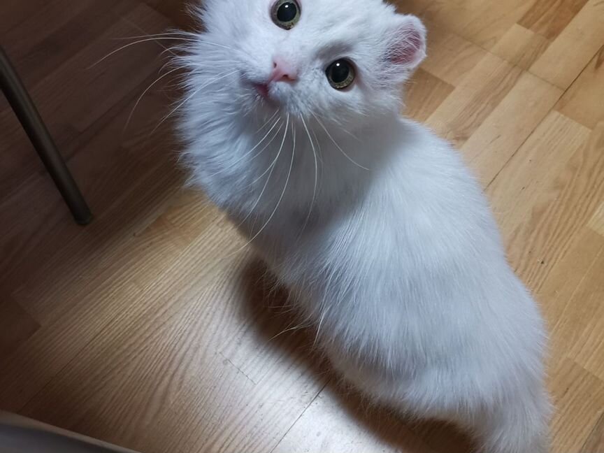 Кошечка в добрые руки