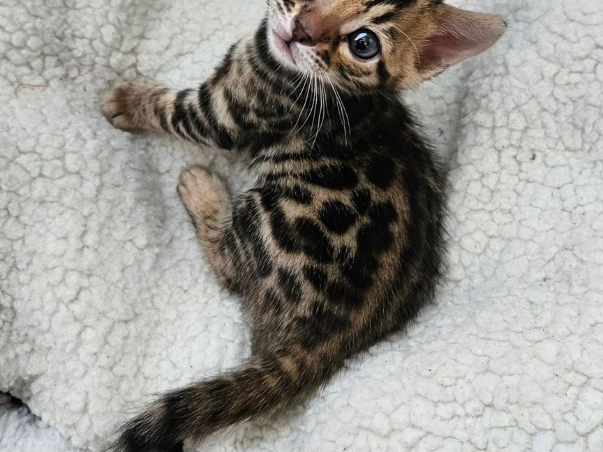 Бенгальская