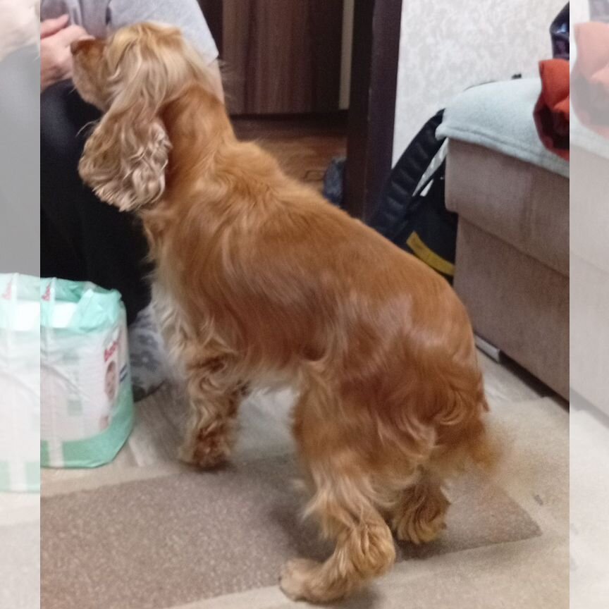 Английский кокер-спаниель, щенок