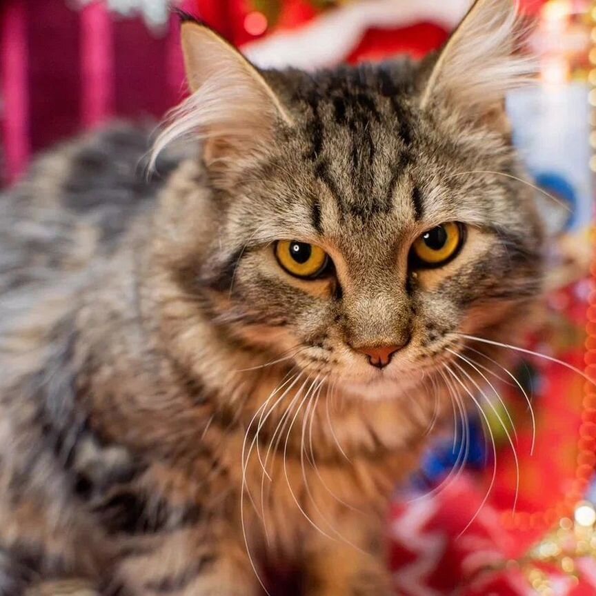 Кот Харон ищет дом
