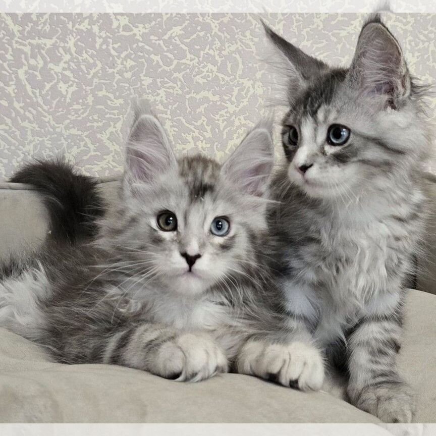 Мейн-кун котёнок