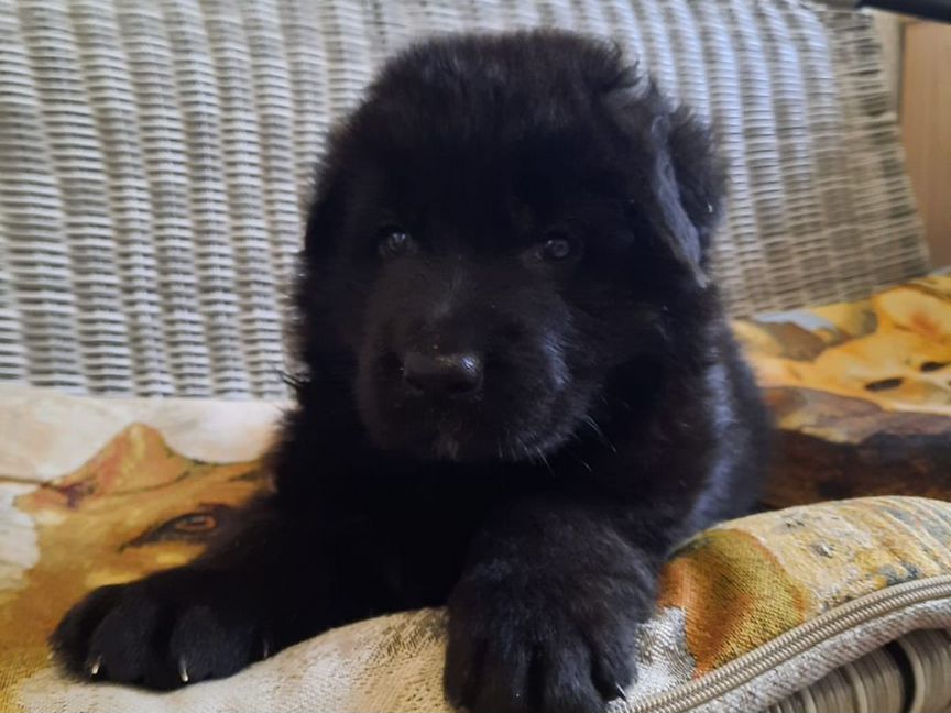 Породистые щенки немецкой овчарки с документами