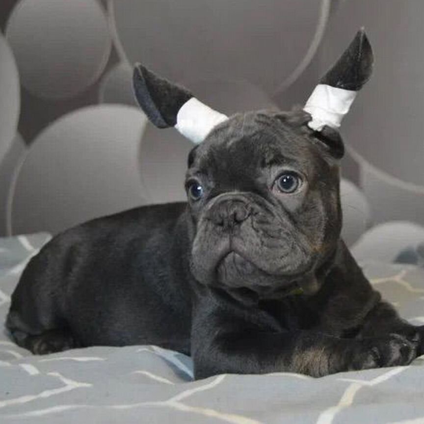 Французский бульдог, щенок