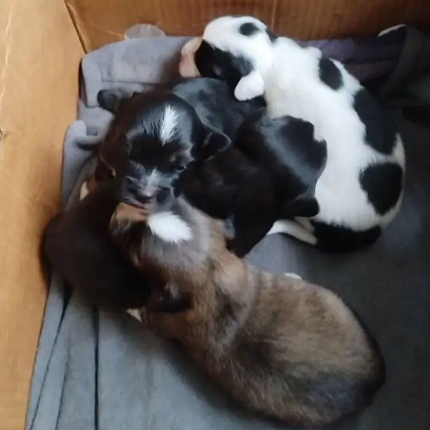 Щенок в добрые руки