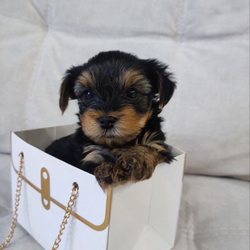 Йоркширский терьер