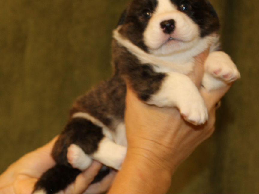 Ждем лучших родителей