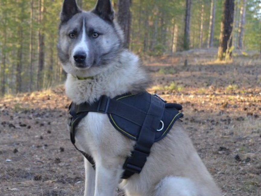 Шлейка fordogtrainers
