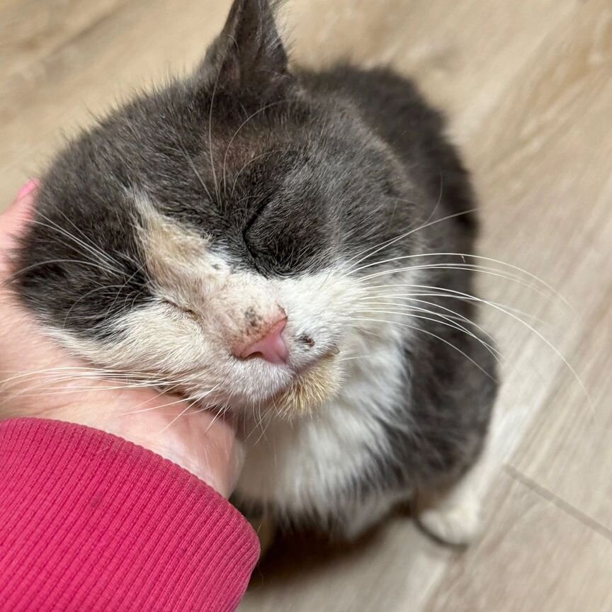 Несломанный жизнью котик ищет дом или врем.дом