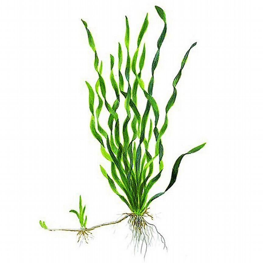 Валиснерия спиральная