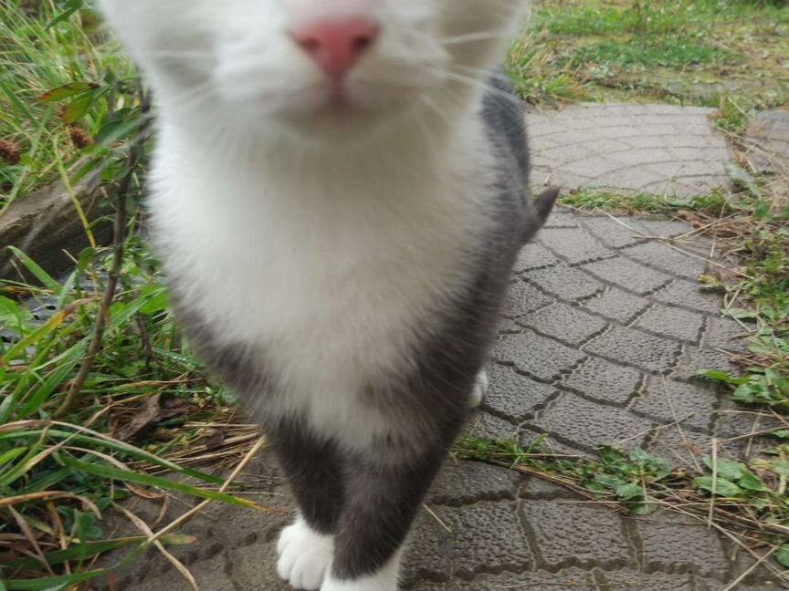 Котёнок в добрые руки