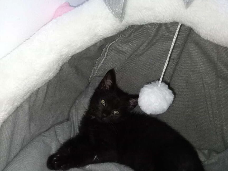 Котенок кошка 2 месяца