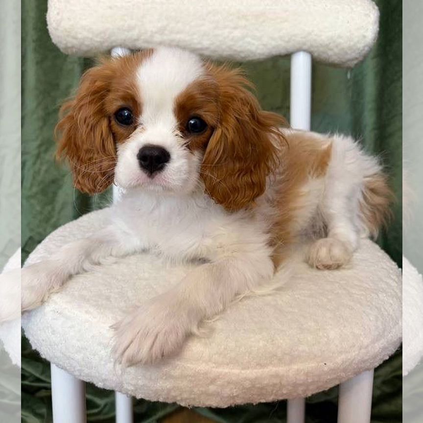 Кавалер кинг-чарльз-спаниель, щенок