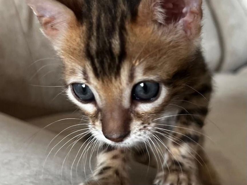 Бенгальские котята