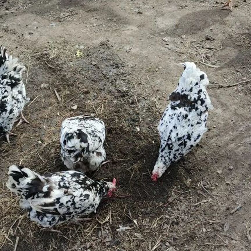 Инкубационное яйцо австралорп черно-пёстрый