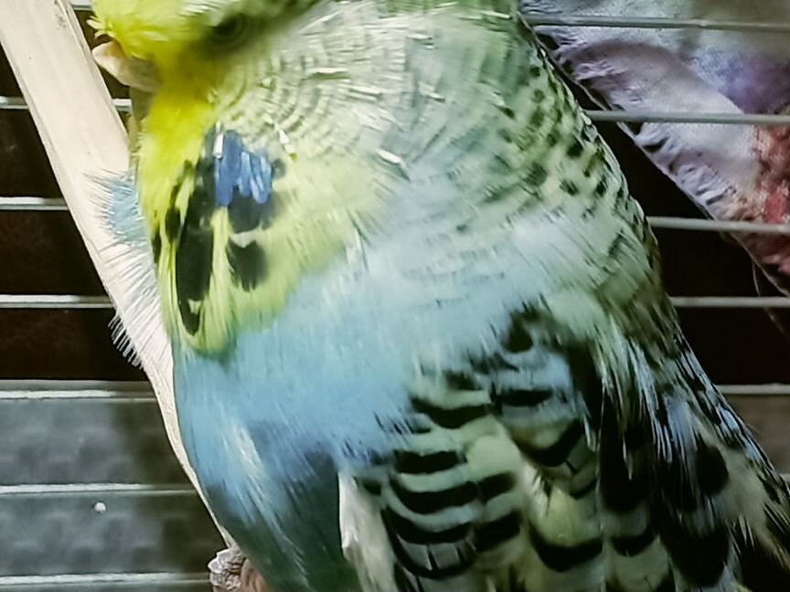 Выставочный Попугай чех