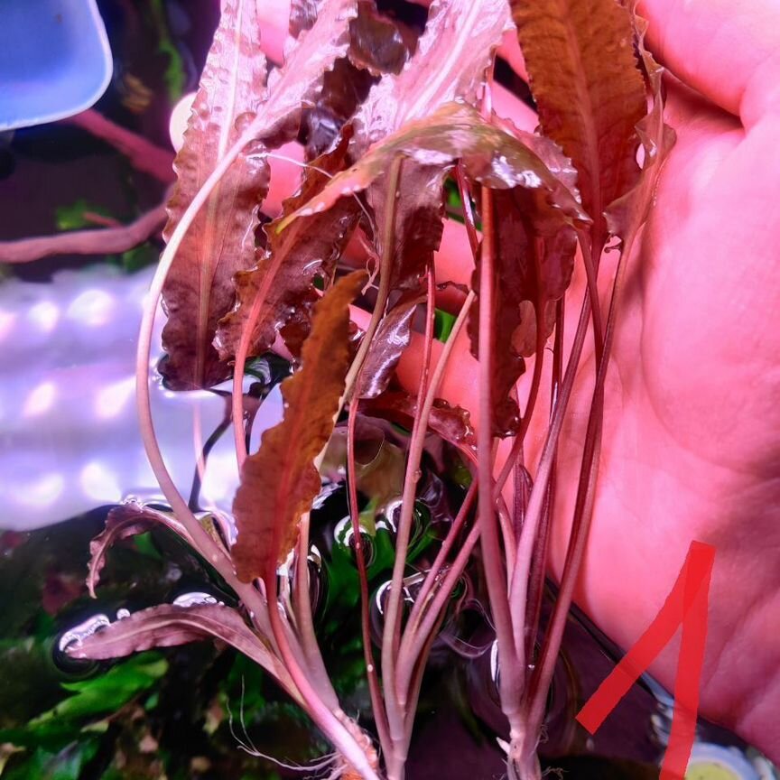 Аквариумные растения