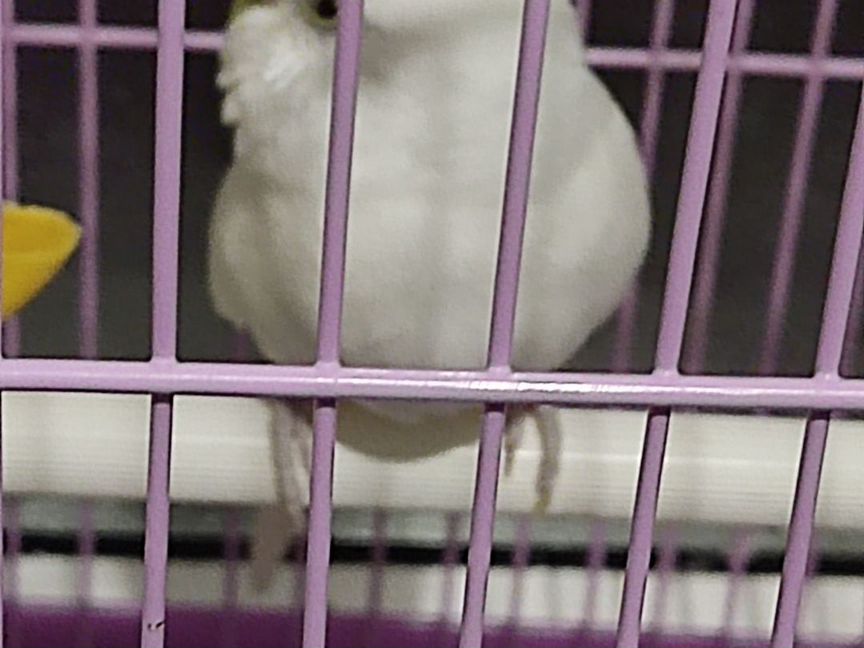 Волнистый попугай