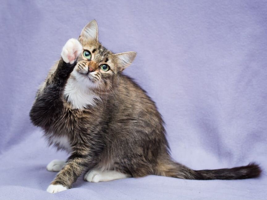 Домашнюю кошечку выкинули хозяева