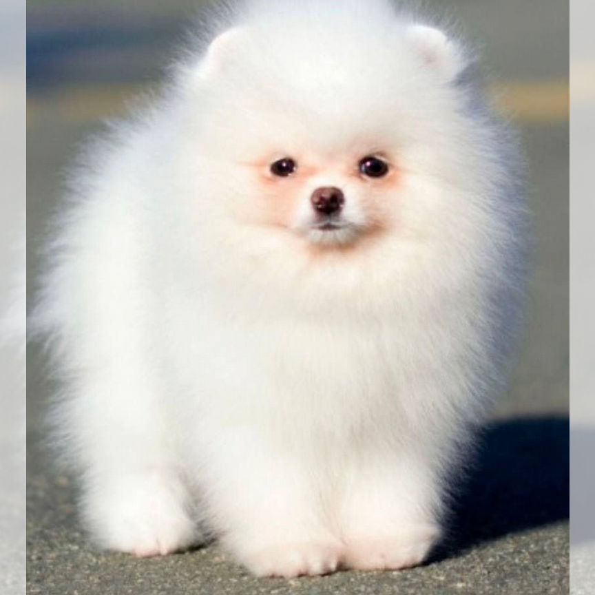 Померанский шпиц, щенок