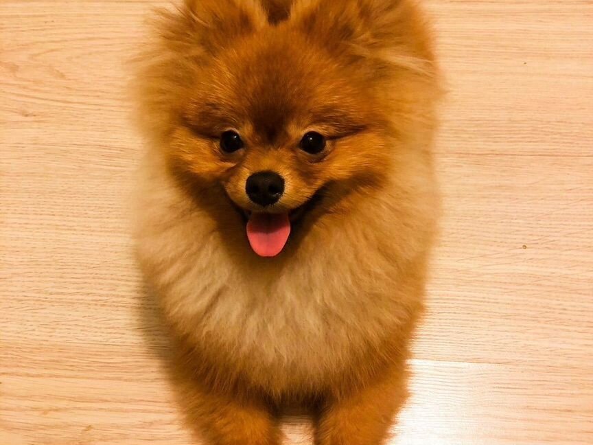 Порода мини шпиц, вязка