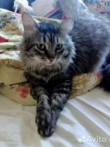 Котик 2 года Сибирский