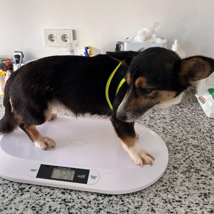 Вельш Корги Пемброк, взрослая собака