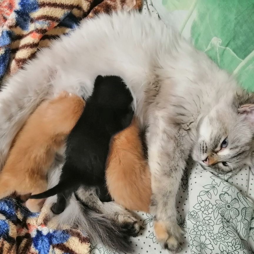 Котята