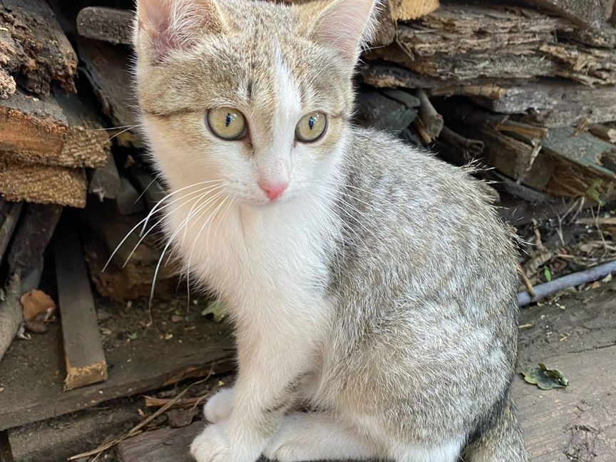 Красивые котята в Добрые руки
