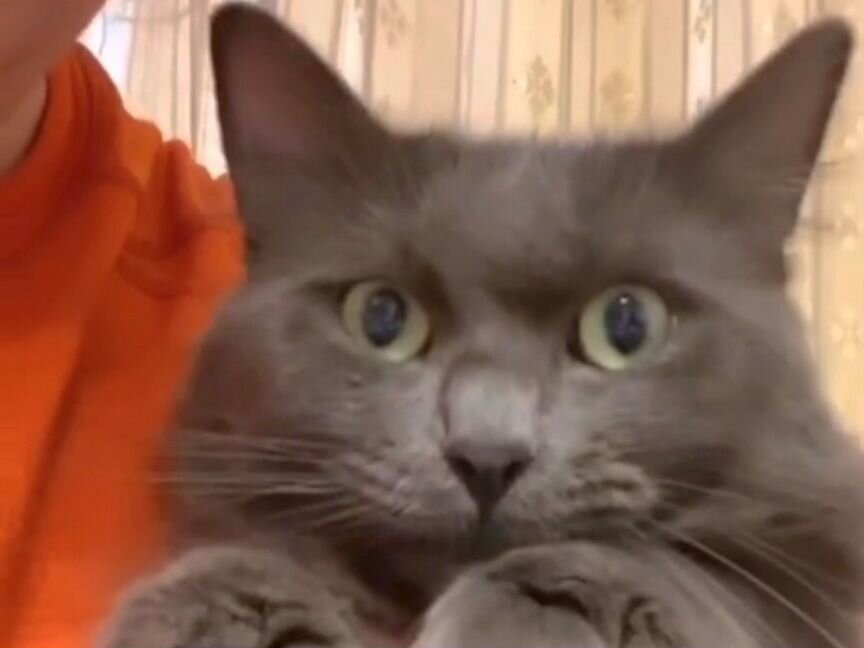 Не мечтает
