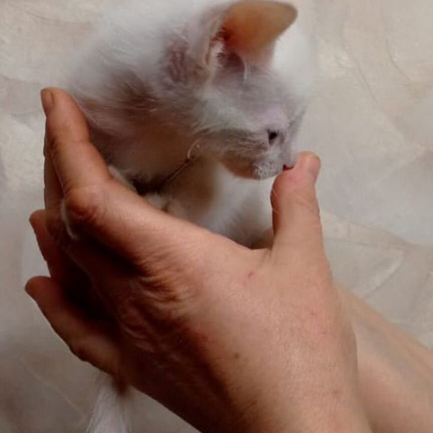 Котята сфинкс